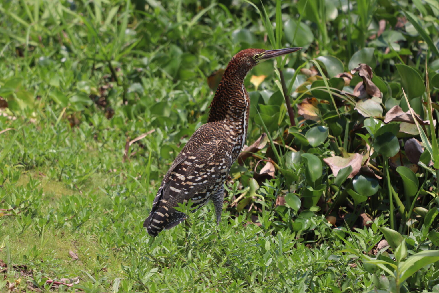 Paraguay tiene 724 especies de aves debidamente documentadas en el país